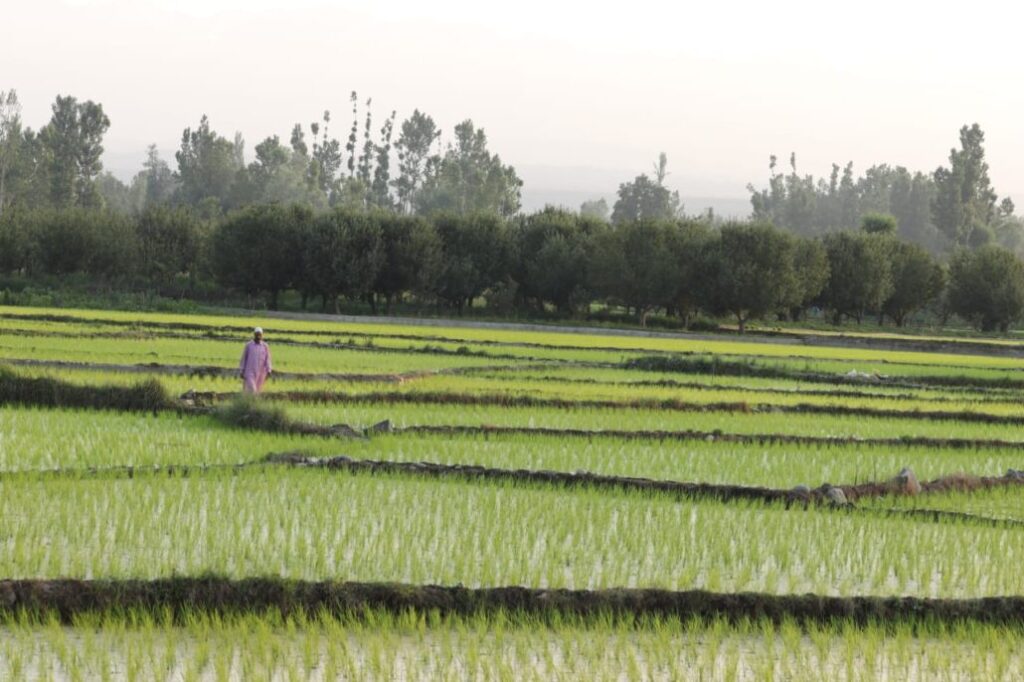 Traditional paddy varieties fetch low yield this year | Asian Mail